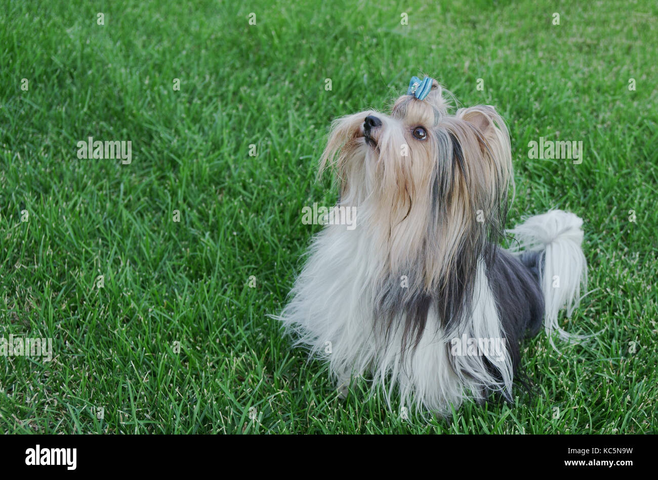 Beautiful male dog breed Beaver Yorkshire terrier with bow on a green ...