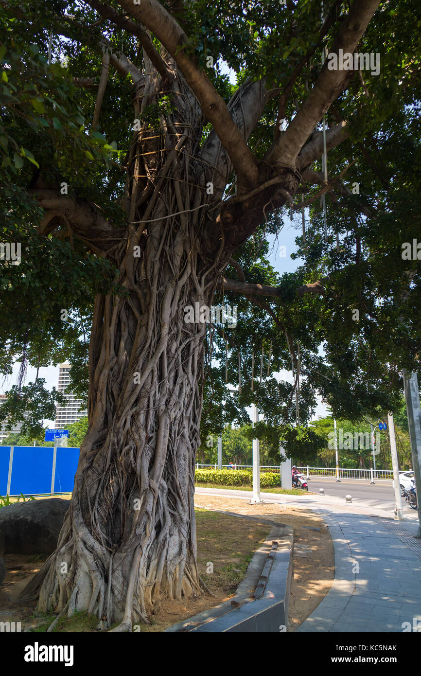 Huge exotic deciduous tree with airy roots in street Stock Photo - Alamy