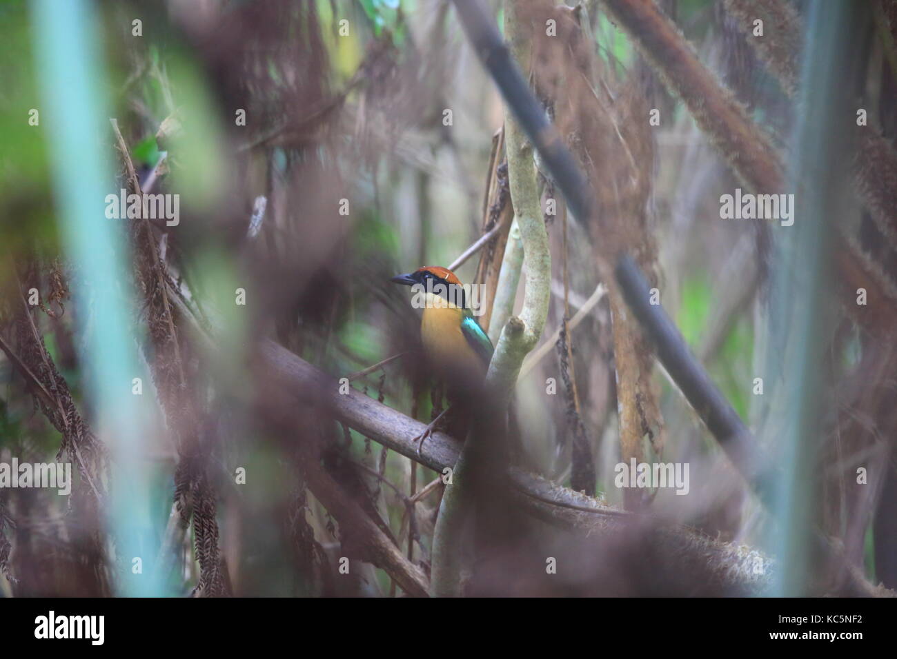 Black-faced pitta (Pitta anerythra) in Solomon Island Stock Photo - Alamy