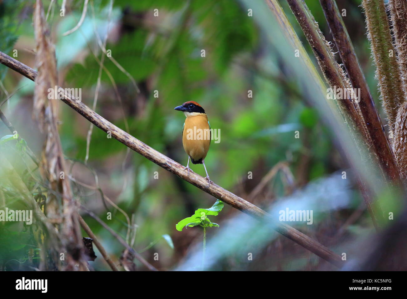 Black-faced pitta (Pitta anerythra) in Solomon Island Stock Photo - Alamy
