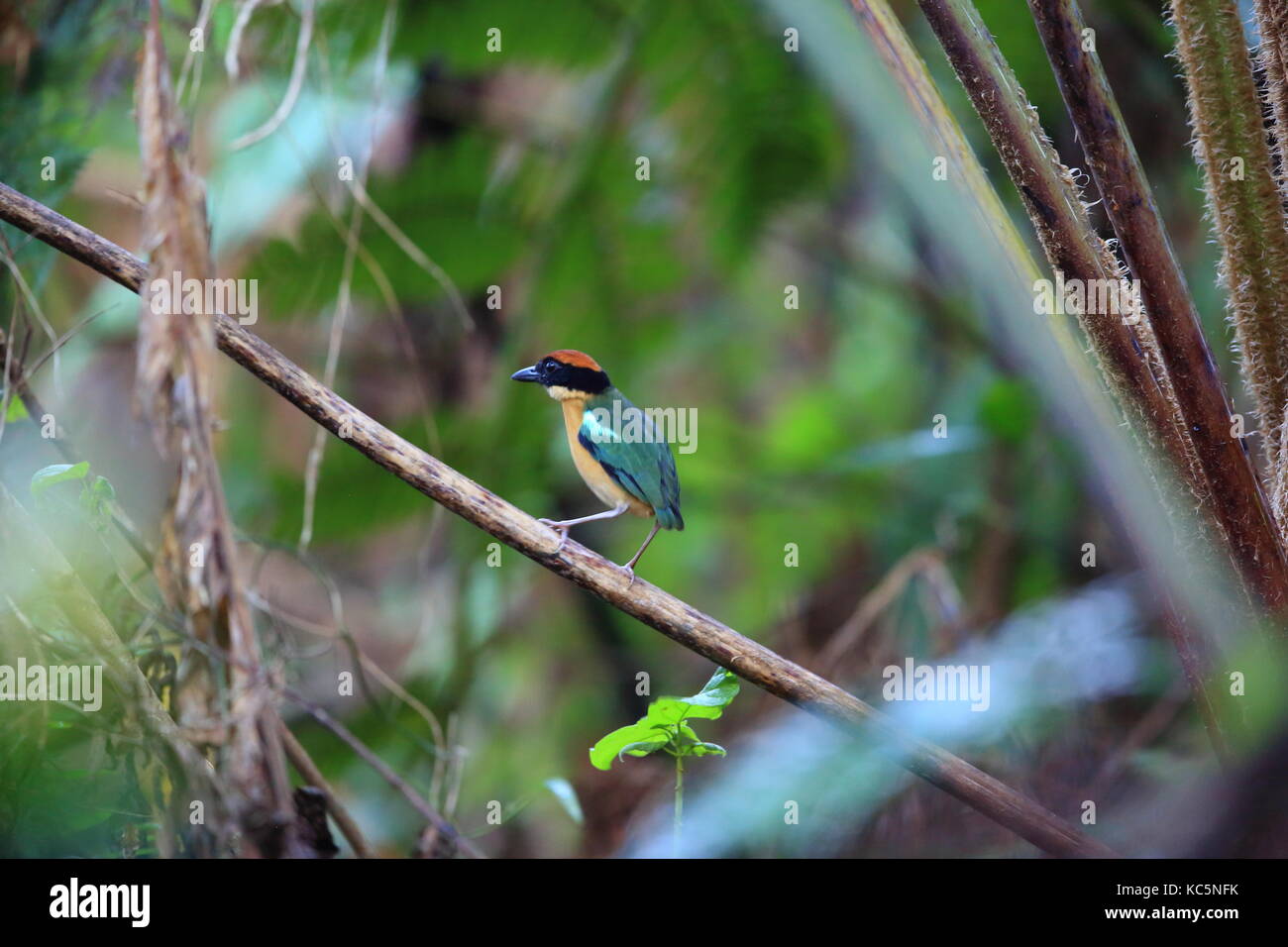 Black-faced pitta (Pitta anerythra) in Solomon Island Stock Photo - Alamy