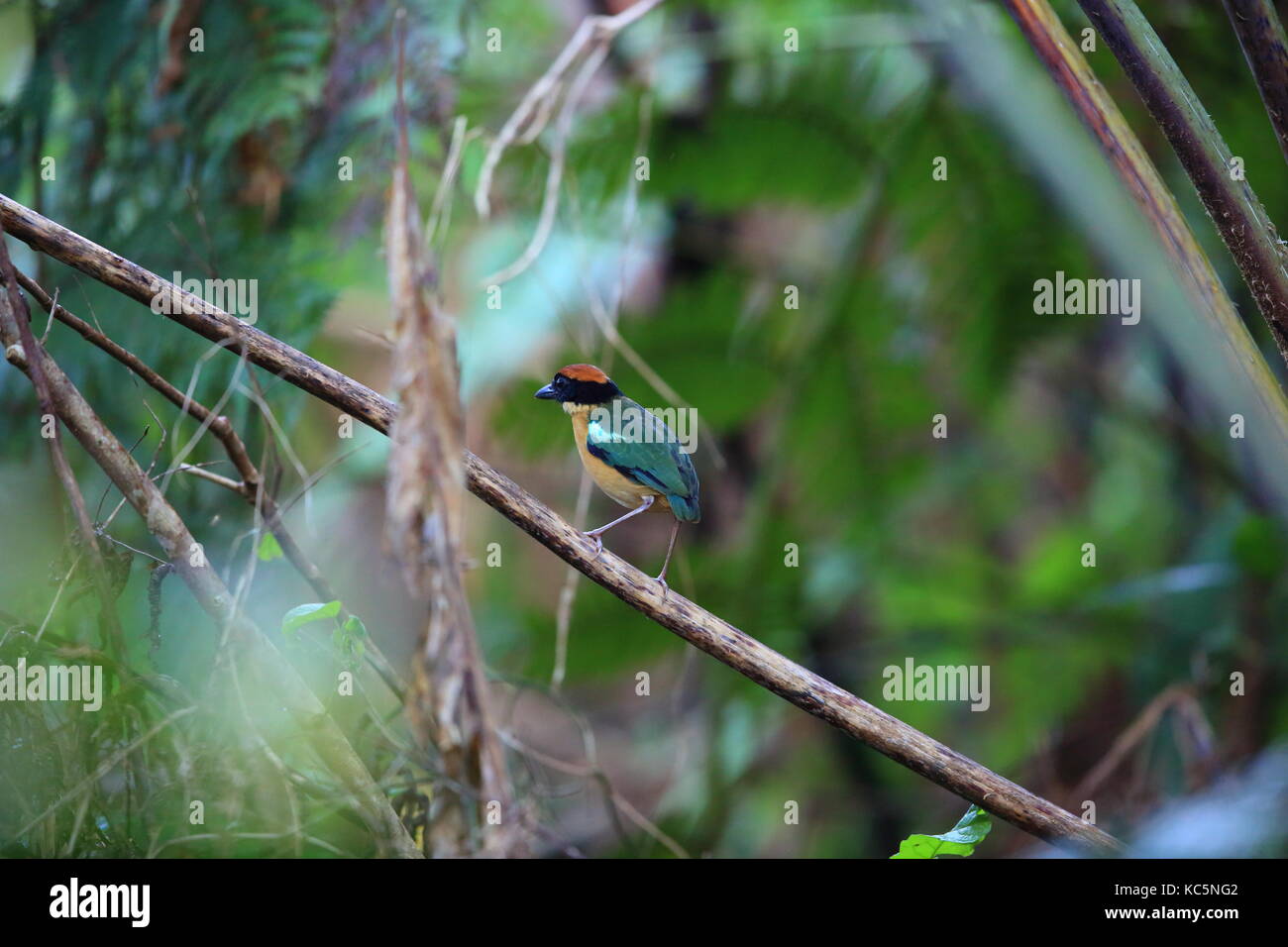 Black-faced pitta (Pitta anerythra) in Solomon Island Stock Photo - Alamy