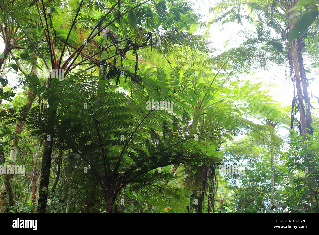 Tropical rainforest in Santa Isabel island, Solomon Stock Photo - Alamy
