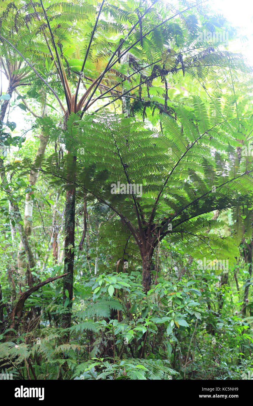 Tropical rainforest in Santa Isabel island, Solomon Stock Photo - Alamy