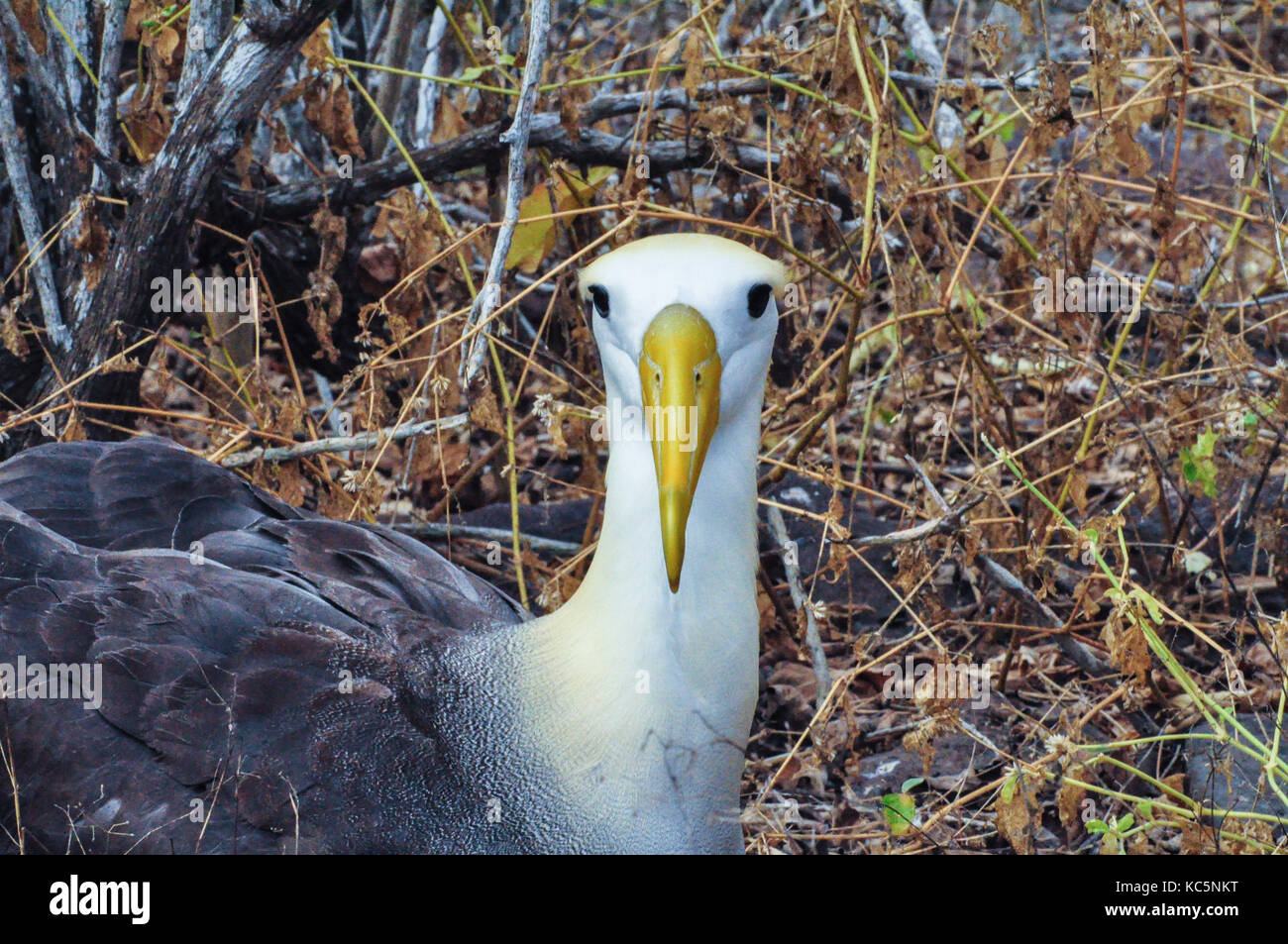 Waved Albatross (Phoebastria irrorata) on Santiago Island, Galapagos ...