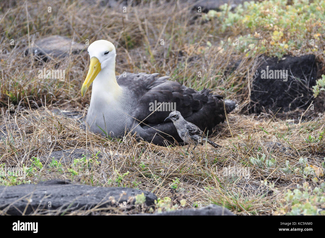 Waved Albatross (Phoebastria irrorata) and Galapagos Mockingbird (Mimus ...