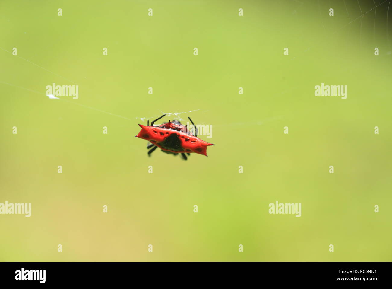Spiked Spider or Spine spider (Gasteracantha sp) in Solomon Island ...