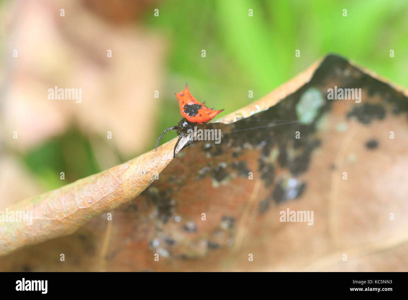 Spiked Spider or Spine spider (Gasteracantha sp) in Solomon Island ...