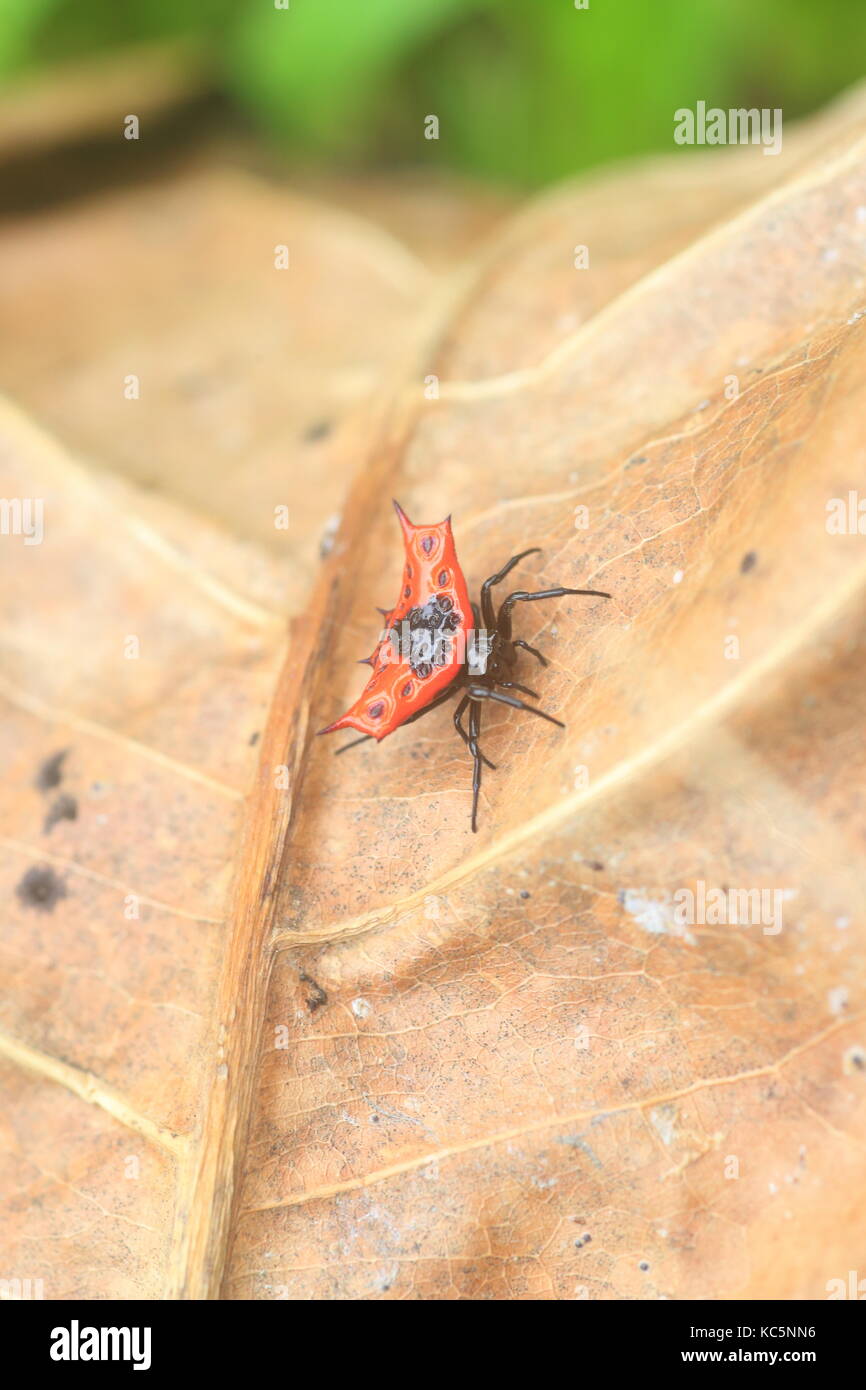 Spiked Spider or Spine spider (Gasteracantha sp) in Solomon Island ...