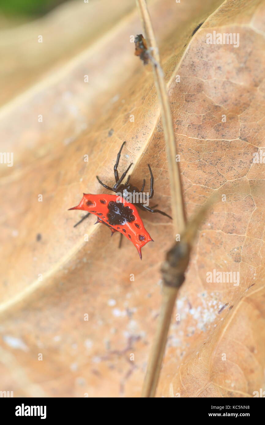 Spiked Spider or Spine spider (Gasteracantha sp) in Solomon Island ...