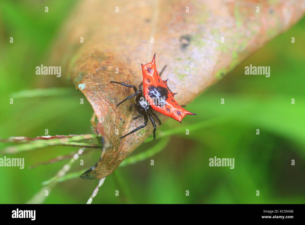 Gasteracantha sp hi-res stock photography and images - Alamy
