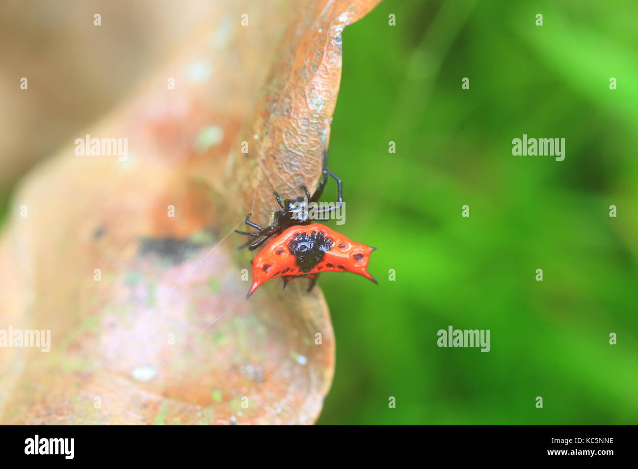 Spiked Spider or Spine spider (Gasteracantha sp) in Solomon Island ...