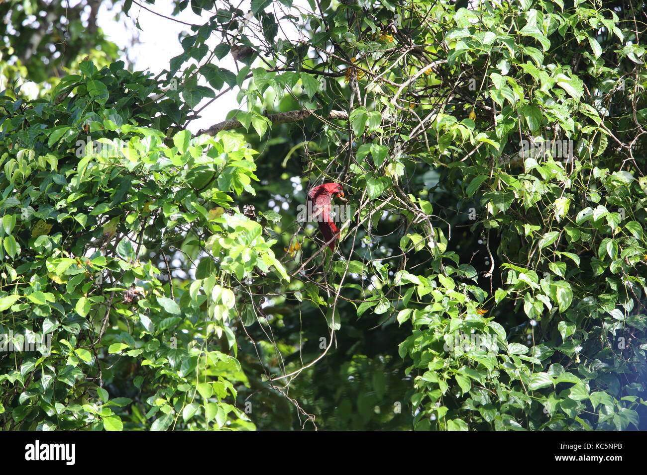 Cardinal Lory (Chalcopsitta cardinalis) in Solomon Island Stock Photo ...