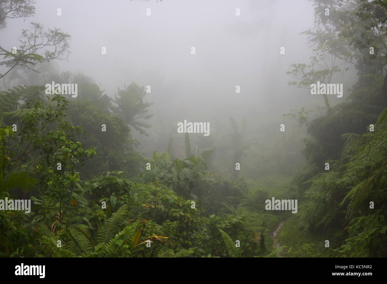 Tropical rainforest in Santa Isabel island, Solomon Stock Photo - Alamy