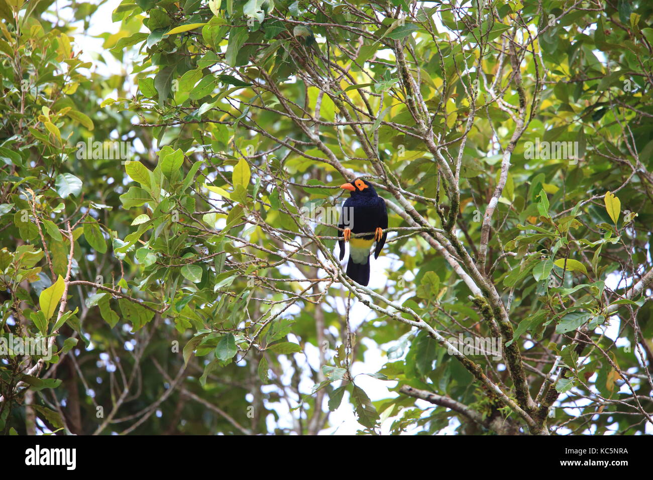 Mino Forest High Resolution Stock Photography and Images - Alamy
