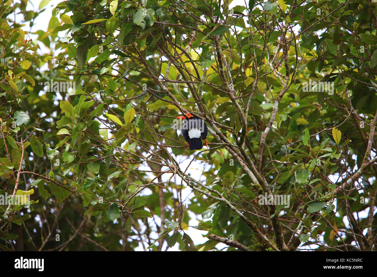 Mino Forest High Resolution Stock Photography and Images - Alamy