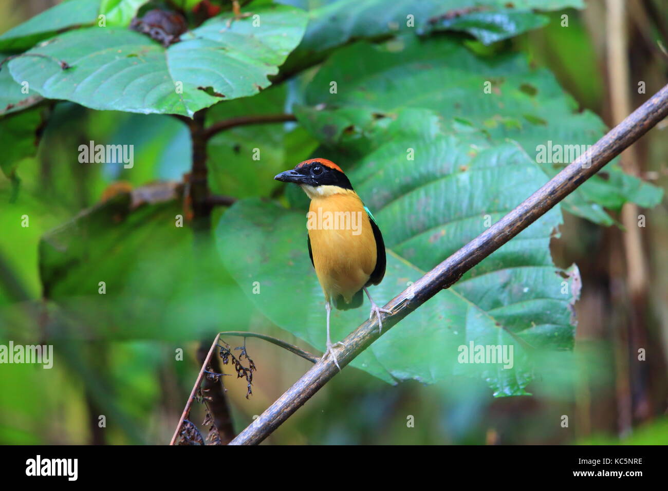 Black-faced pitta (Pitta anerythra) in Solomon Island Stock Photo - Alamy