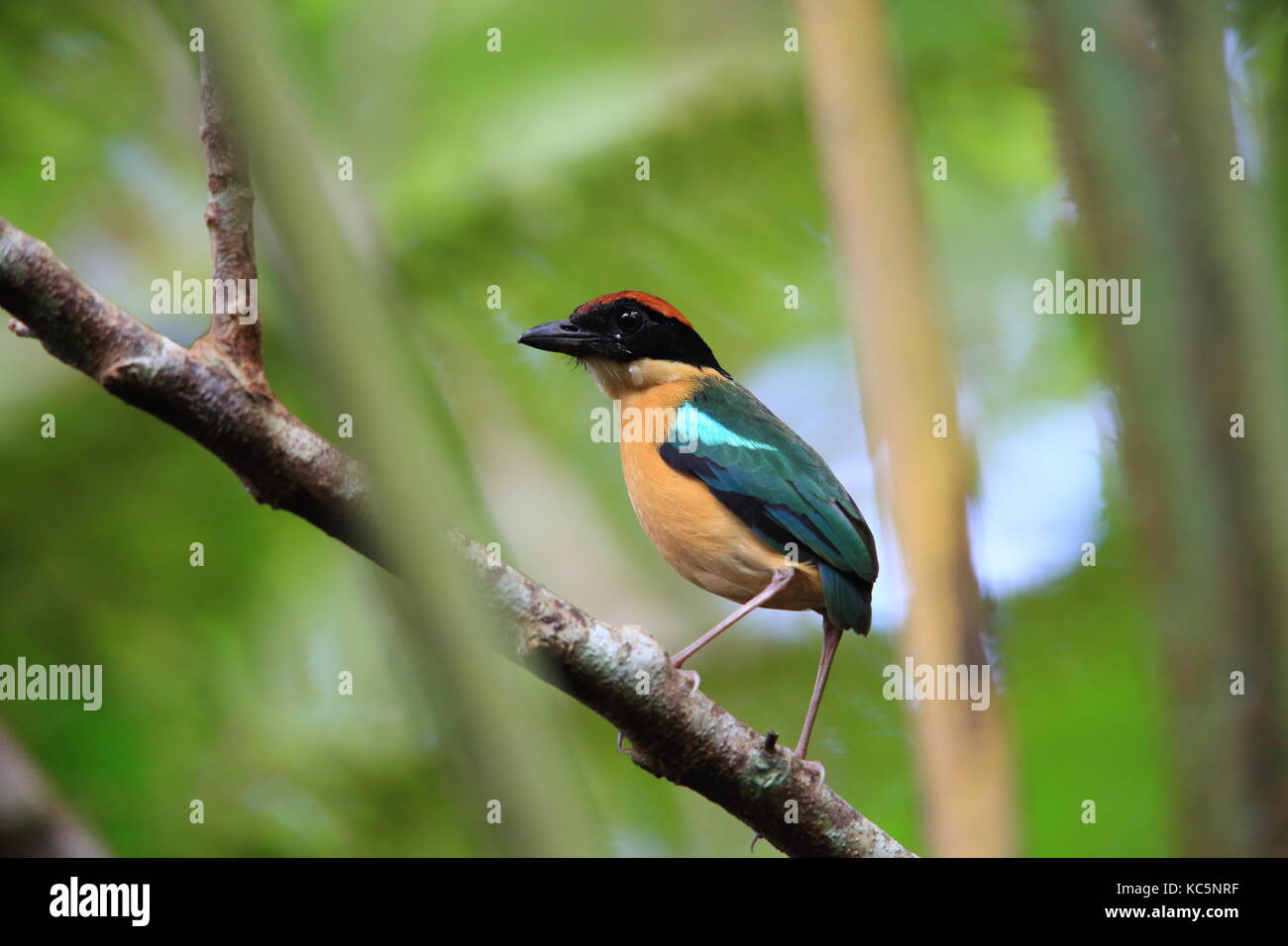 Black-faced pitta (Pitta anerythra) in Solomon Island Stock Photo - Alamy