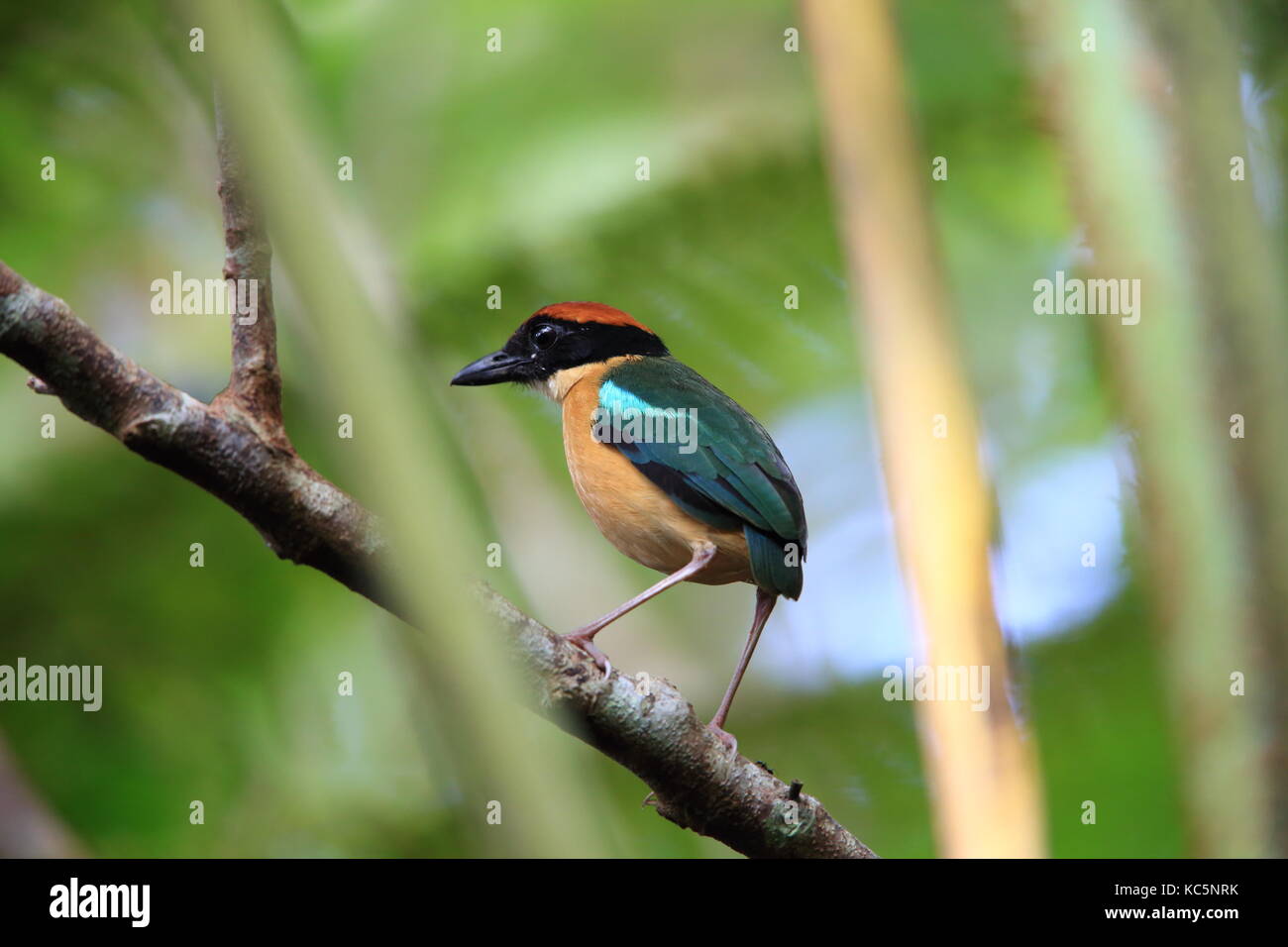 Black-faced pitta (Pitta anerythra) in Solomon Island Stock Photo - Alamy