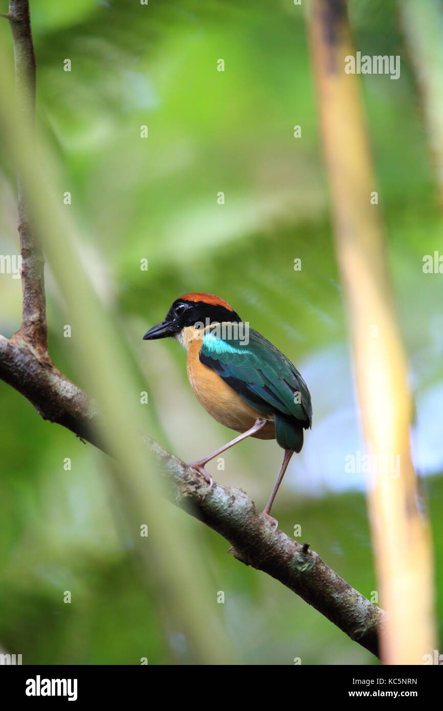 Black-faced pitta (Pitta anerythra) in Solomon Island Stock Photo - Alamy