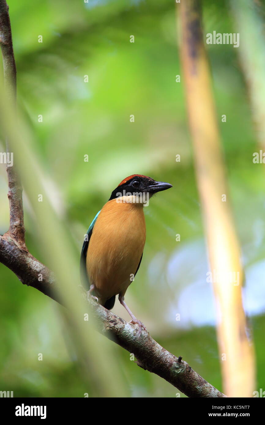 Black-faced pitta (Pitta anerythra) in Solomon Island Stock Photo - Alamy