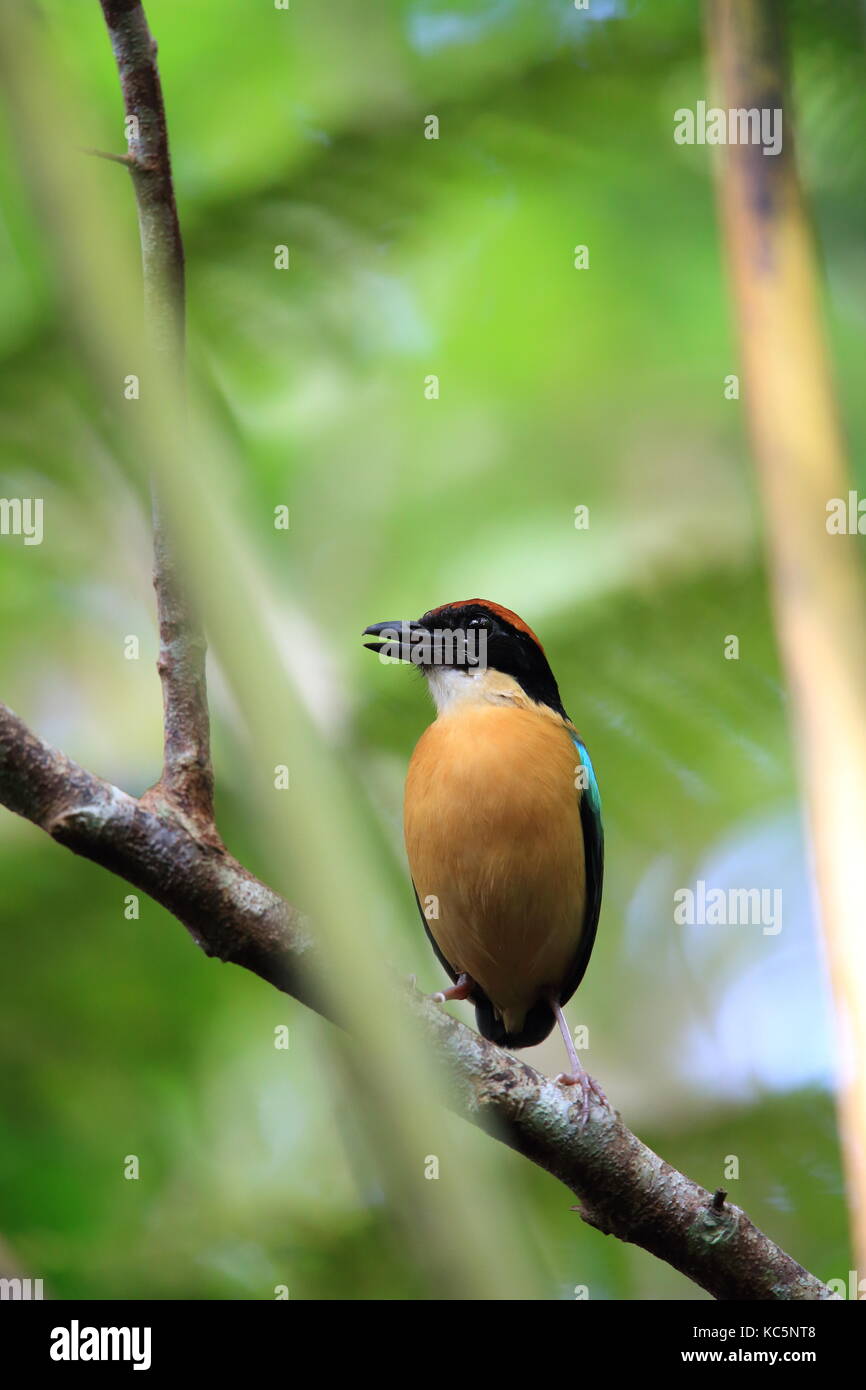 Black-faced pitta (Pitta anerythra) in Solomon Island Stock Photo - Alamy