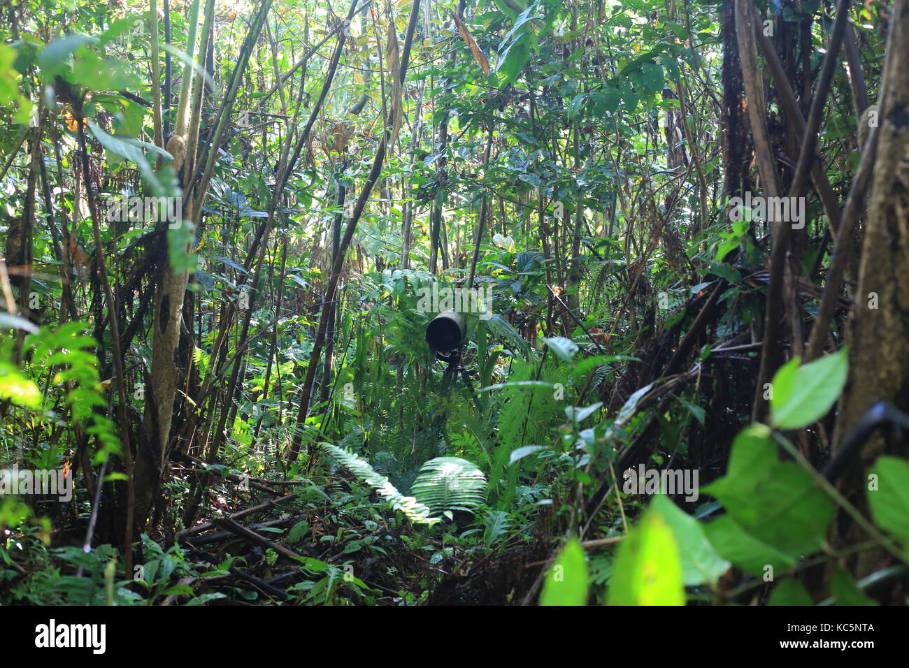 Tropical rainforest in Santa Isabel island, Solomon Stock Photo - Alamy