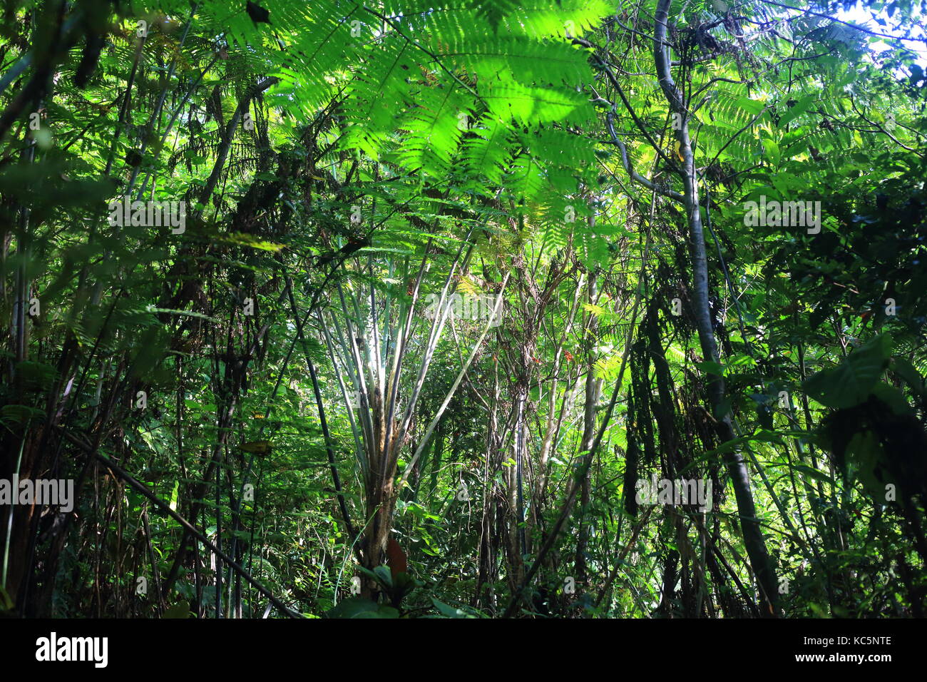 Isabel island hi-res stock photography and images - Alamy