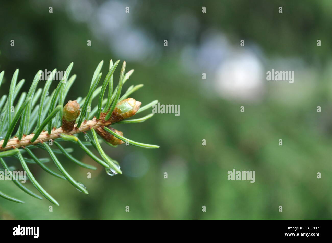 Close-up of a tip of a branch of a coniferous tree with blurred green ...