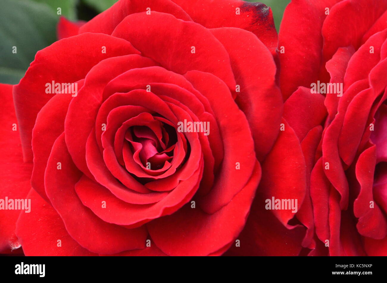 Top view of an open red rose flower, full frame, close-up, top view ...