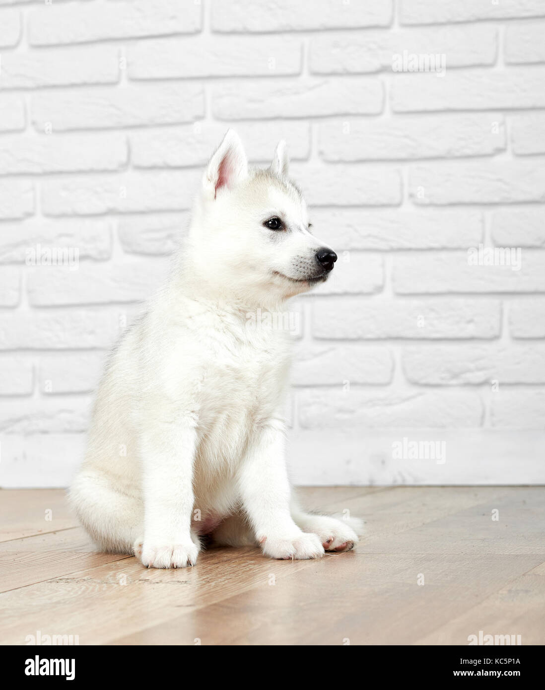 Siberian husky puppy at studio Stock Photo - Alamy