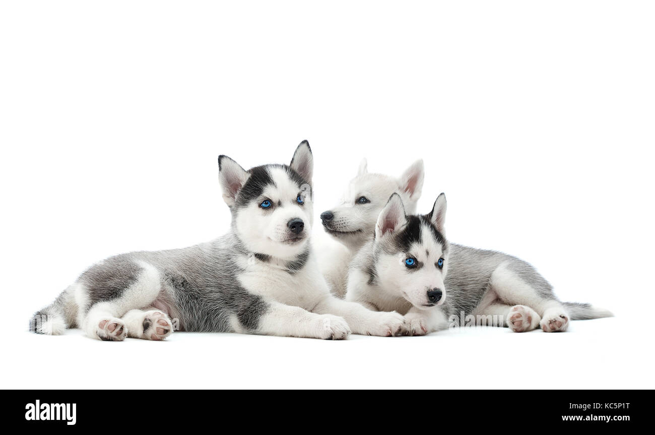 Siberian husky puppy at studio Stock Photo - Alamy
