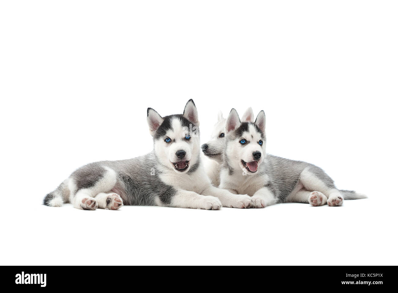 Siberian husky puppy at studio Stock Photo - Alamy