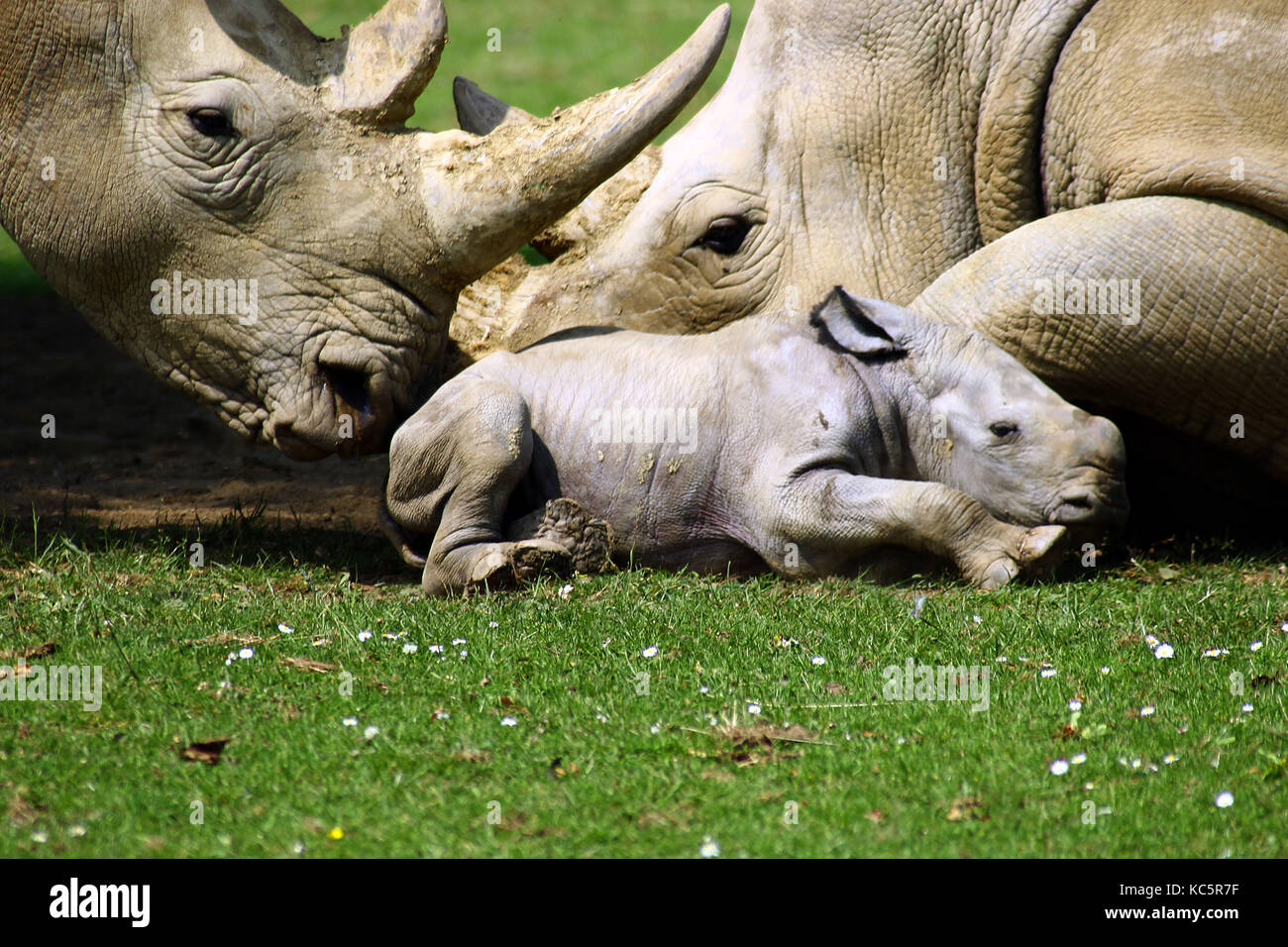 THE first baby rhinoceros in 43 years has been born at Cotswold ...