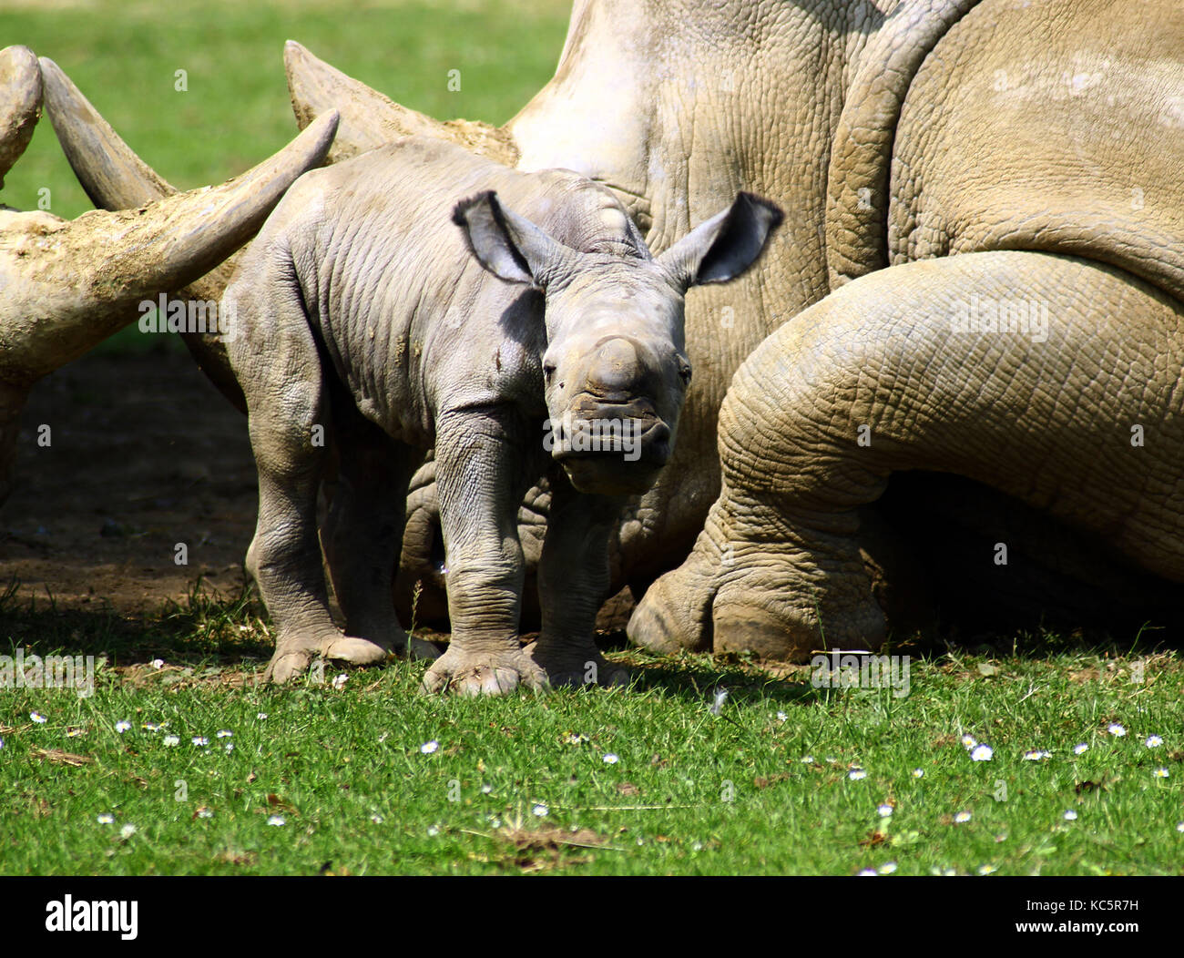 THE first baby rhinoceros in 43 years has been born at Cotswold ...