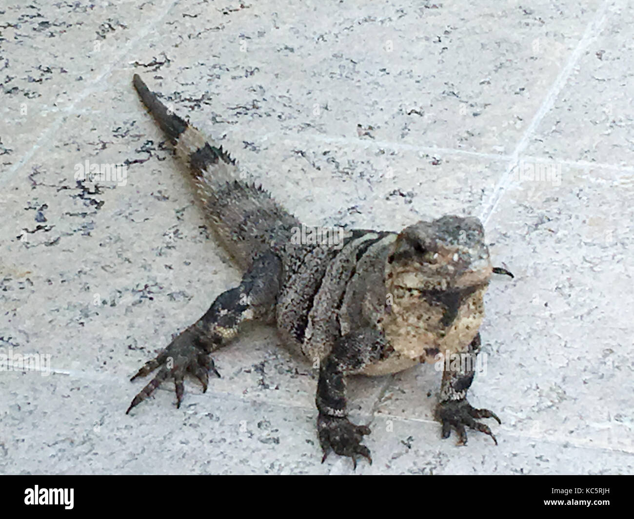 Striped Lizard High Resolution Stock Photography and Images - Alamy