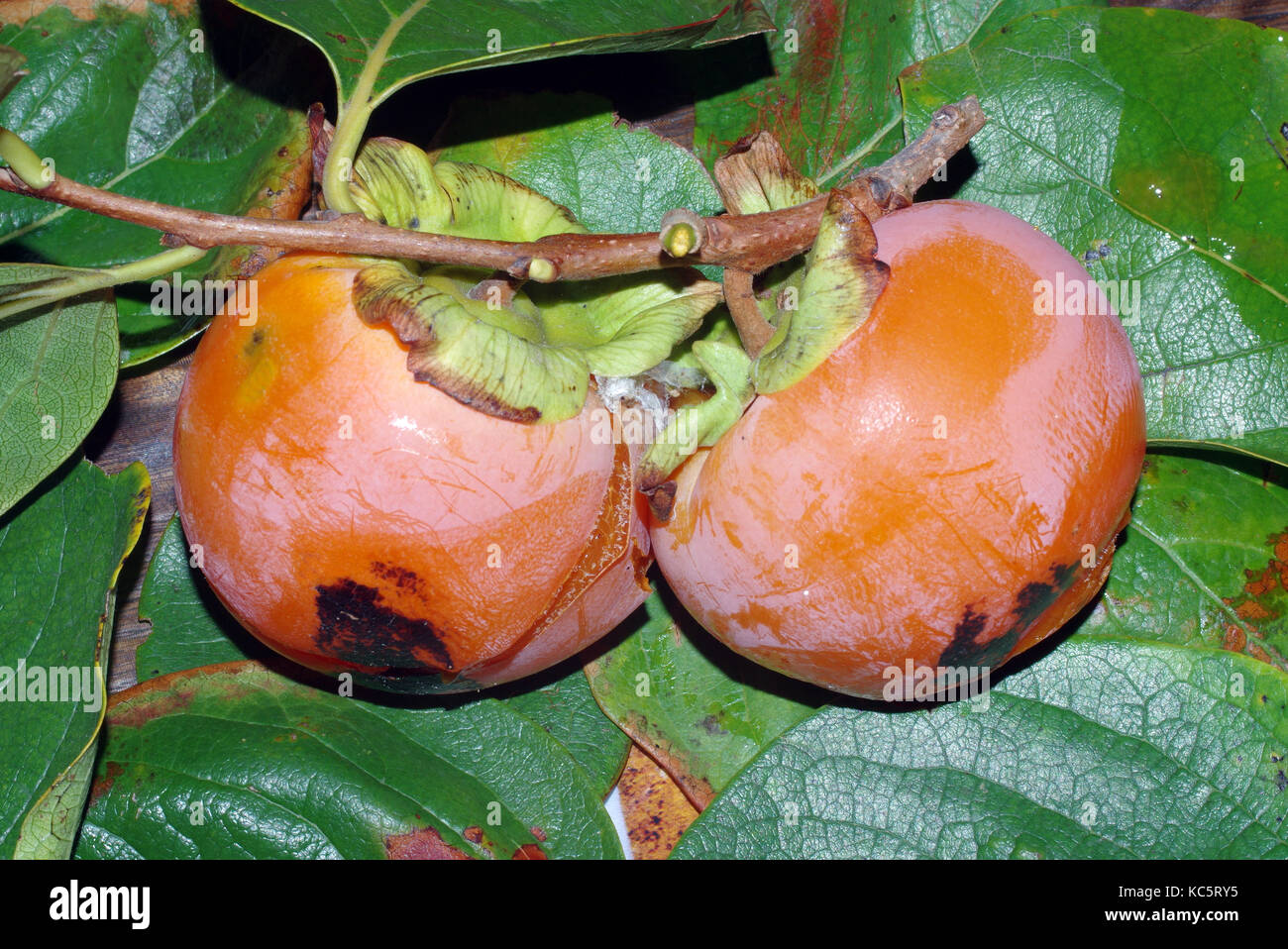 Caki parsimmon fruit close-up Stock Photo - Alamy