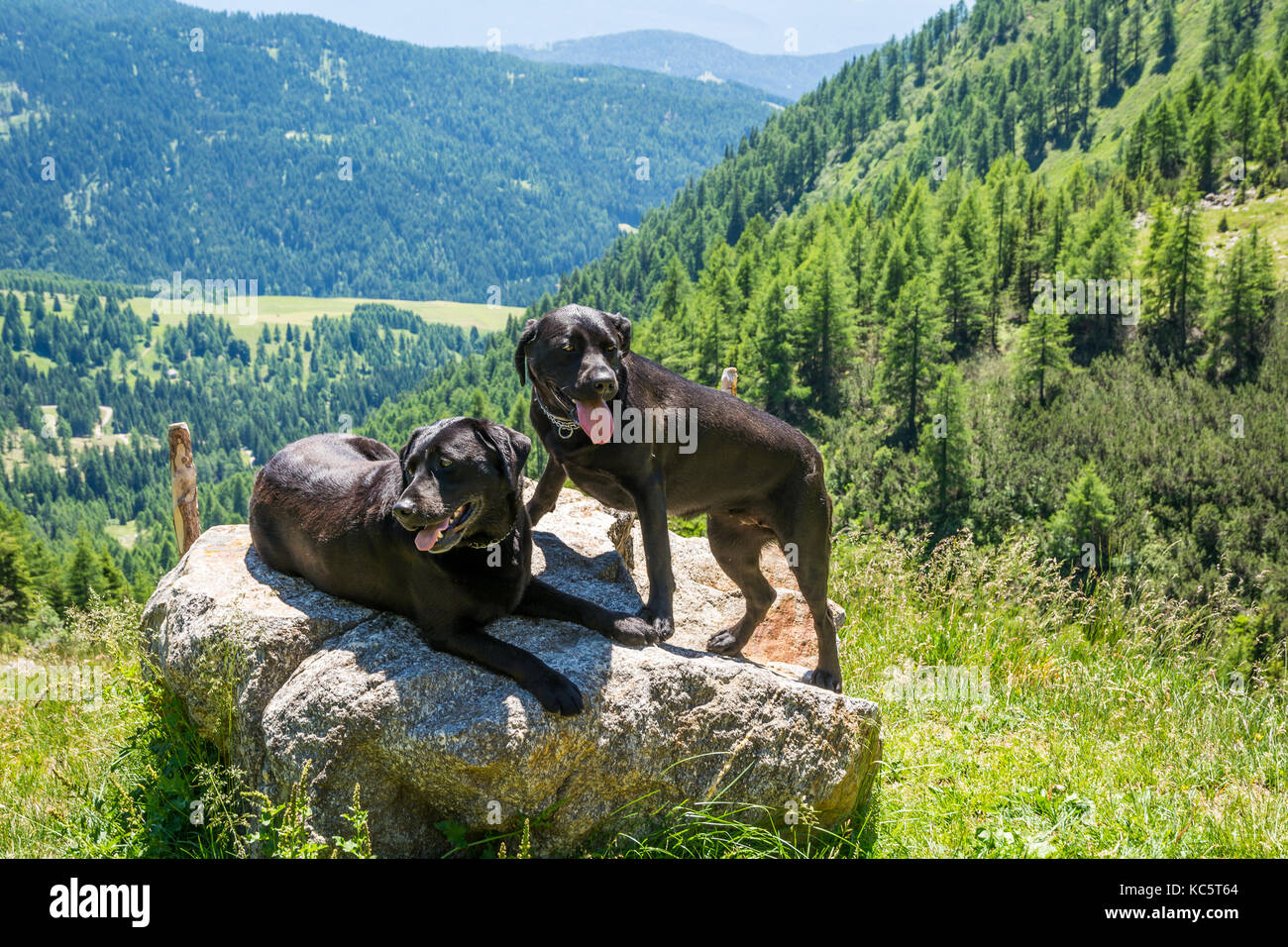 Labrador Retriever ( Canis Lupus familiaris). Couple of black Labrador ...