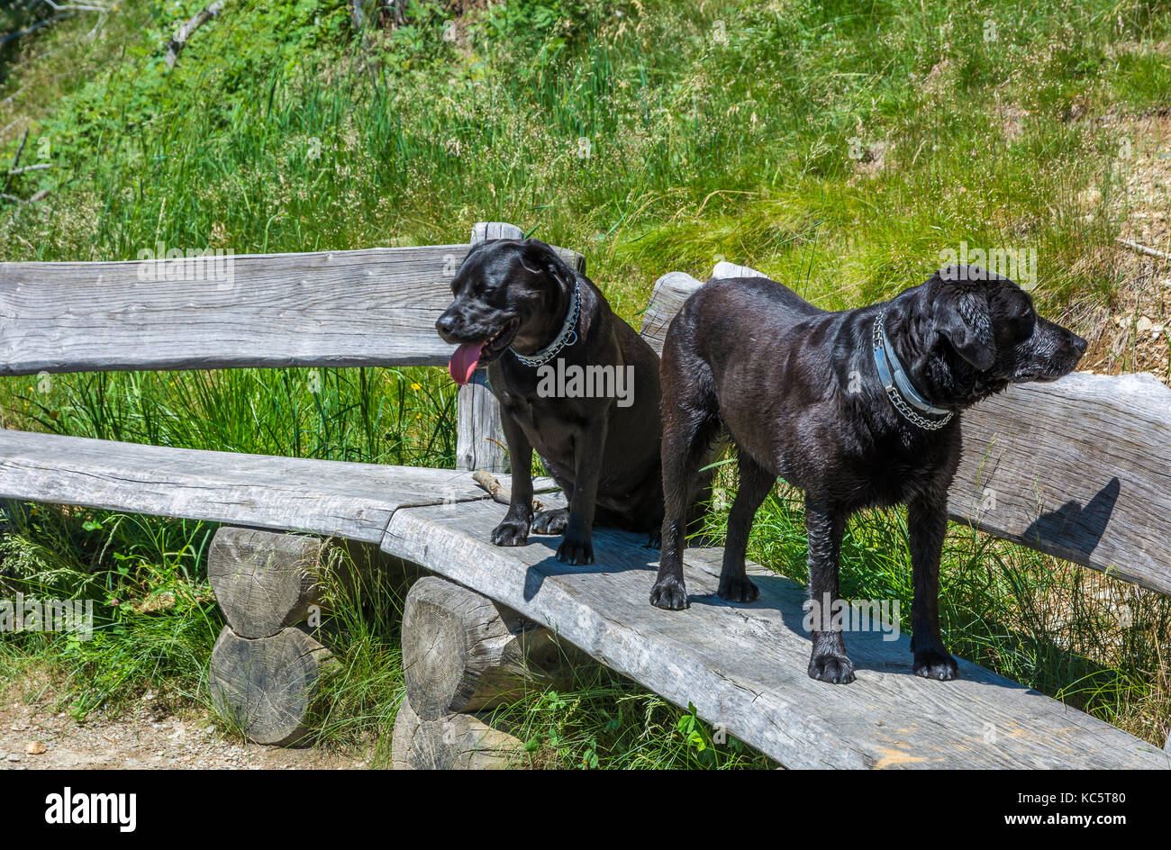 Labrador Retriever ( Canis Lupus familiaris). Couple of black Labrador ...