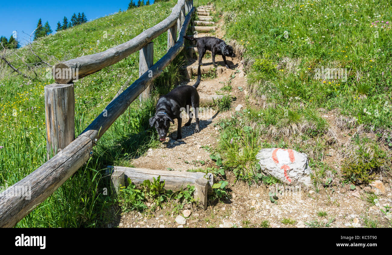 Labrador Retriever ( Canis Lupus familiaris). Couple of black Labrador ...