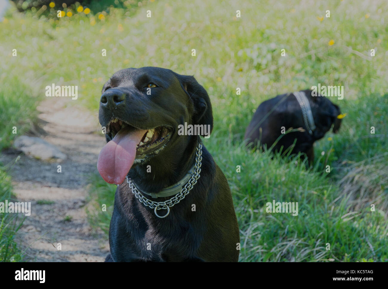 Labrador Retriever ( Canis Lupus familiaris). Couple of black Labrador ...