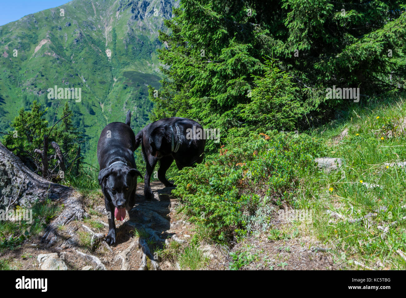 Labrador Retriever ( Canis Lupus familiaris). Couple of black Labrador ...
