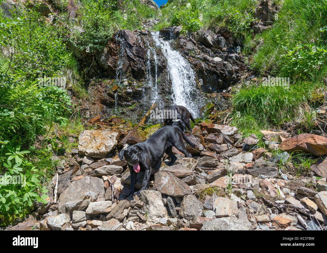 a pair of labrador retriever dogs play near a waterfall in the ...
