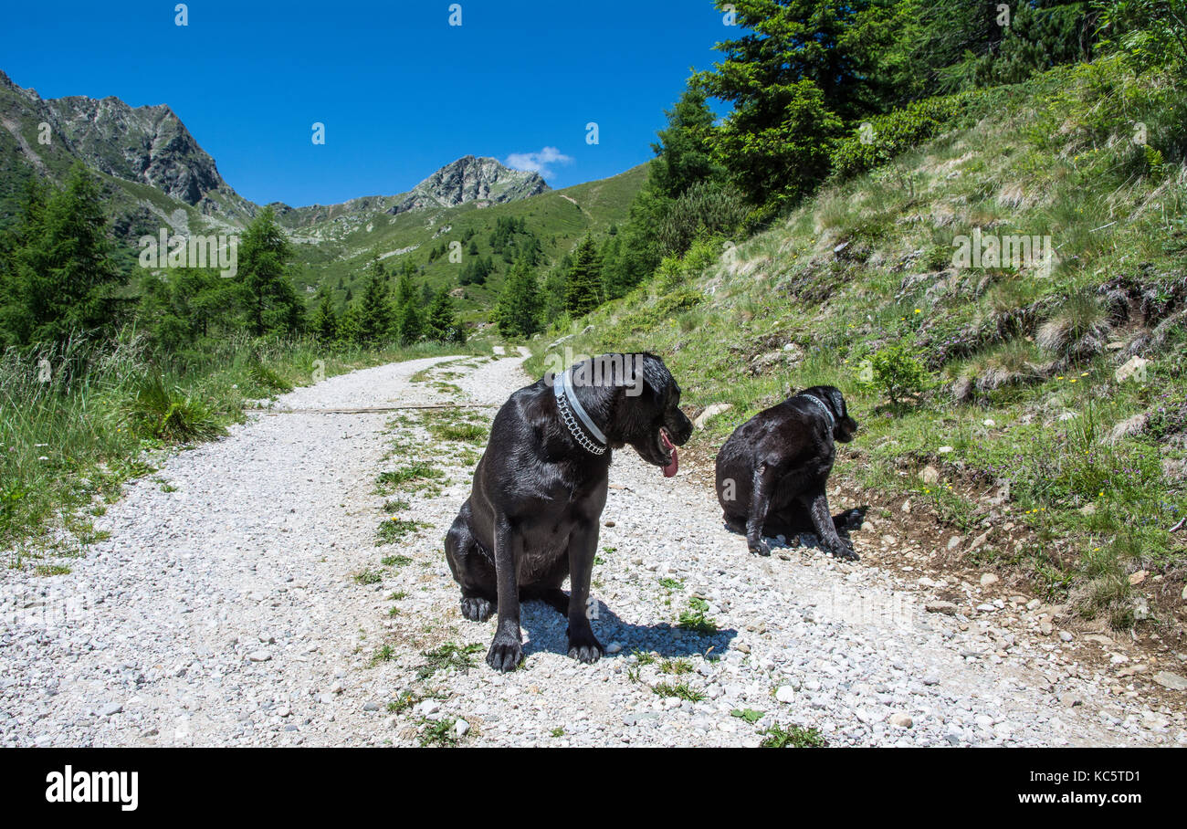 Labrador Retriever ( Canis Lupus familiaris). Couple of black Labrador ...