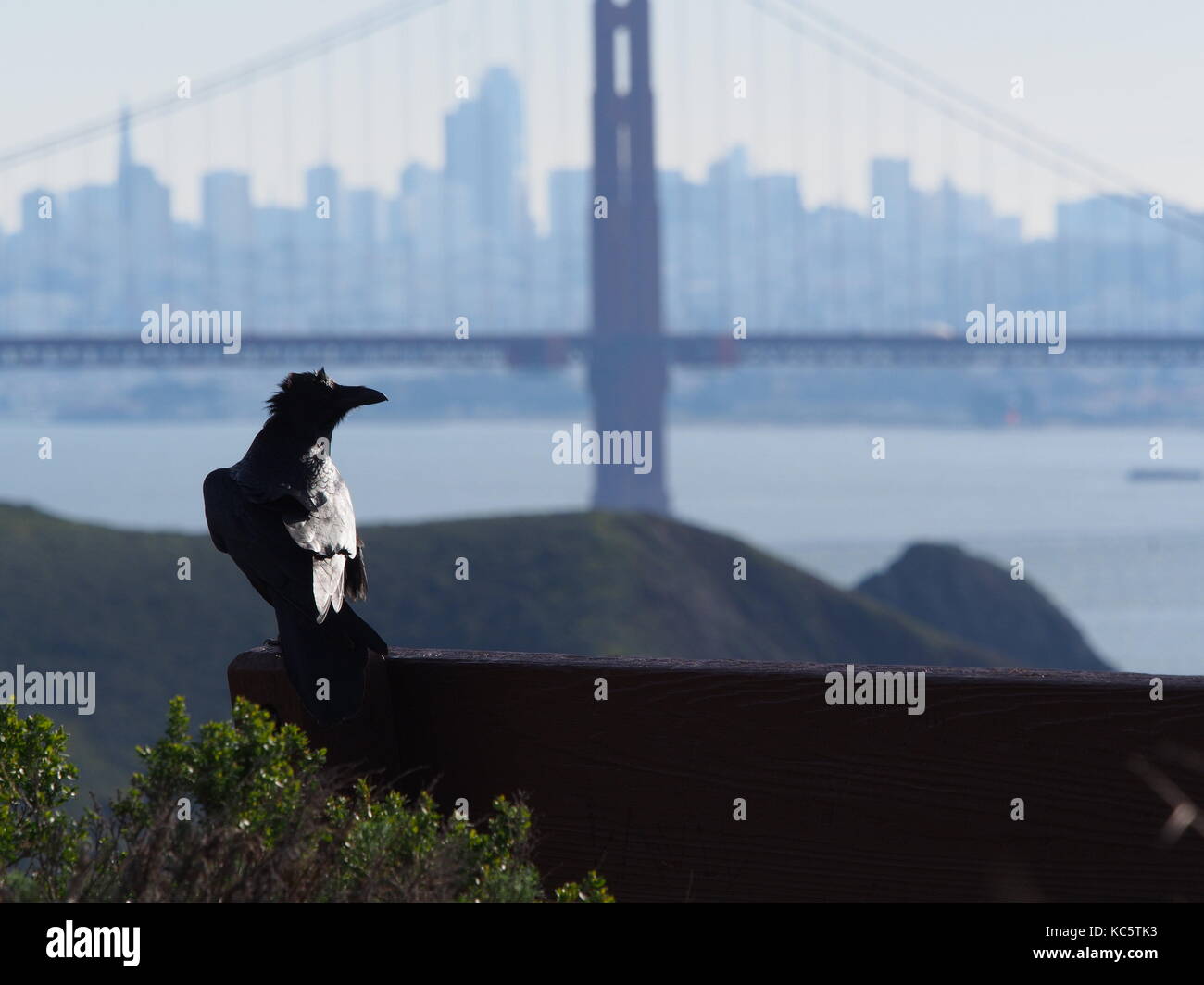 Crow in front of the Golden Gate bridge, San Francisco Stock Photo - Alamy