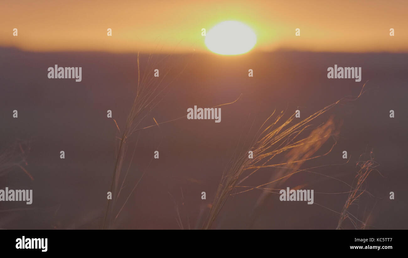 Grass in the wind at sunrise. Summer grass meadow of pleasant wind with ...