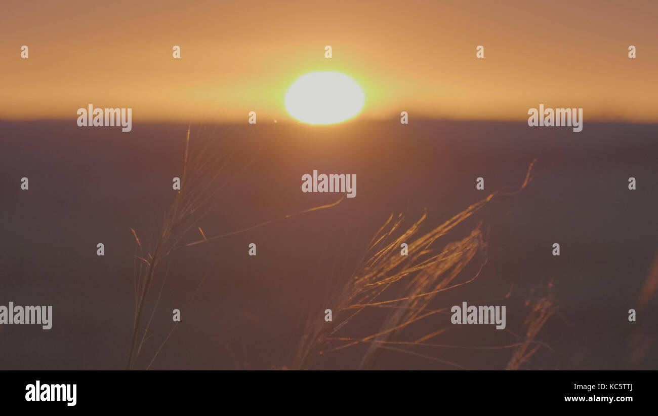 Grass in the wind at sunrise. Summer grass meadow of pleasant wind with ...
