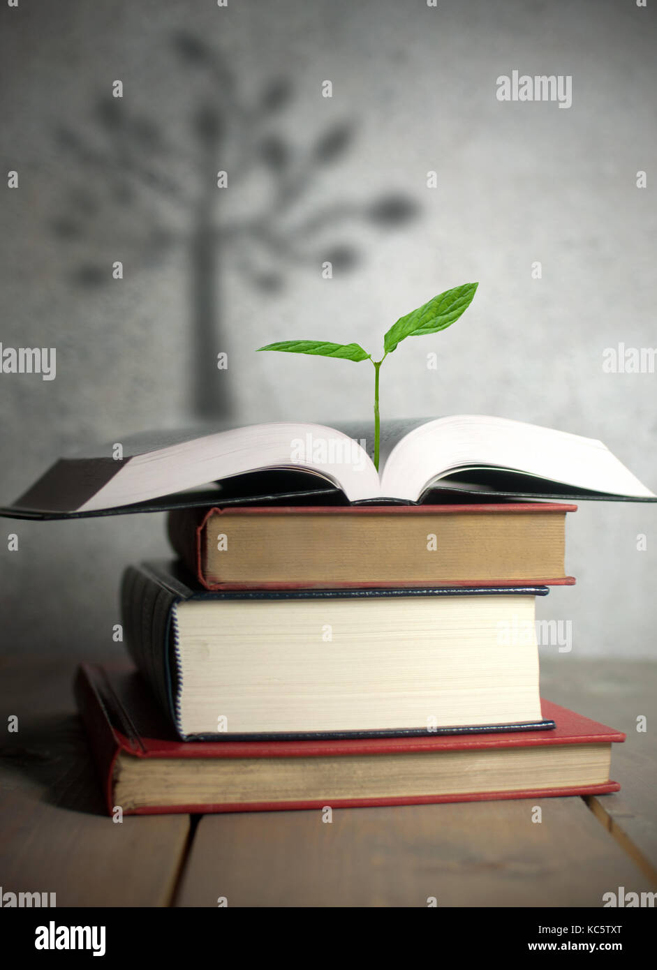 Open book with a new growing plant and the shadow of a tree Stock Photo ...