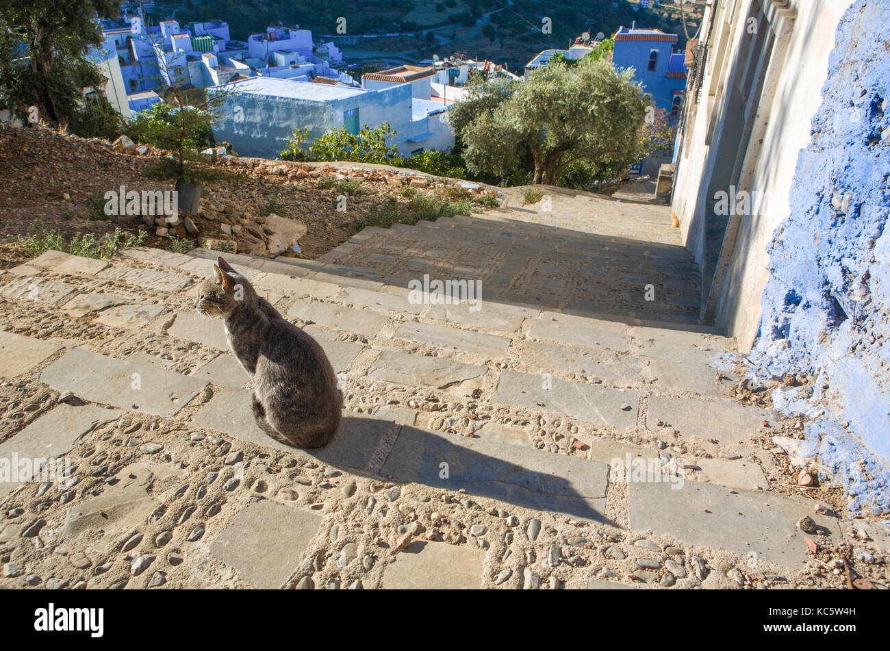 Pets on Street in medina of blue town Chefchaouen, Morocco Stock Photo ...
