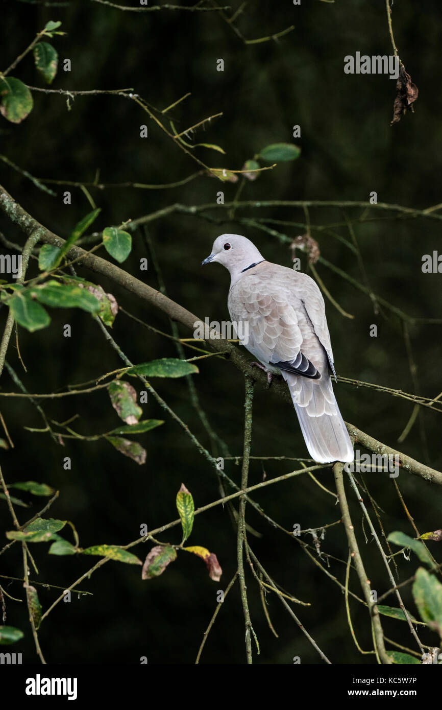 Collared dove perched Stock Photo - Alamy